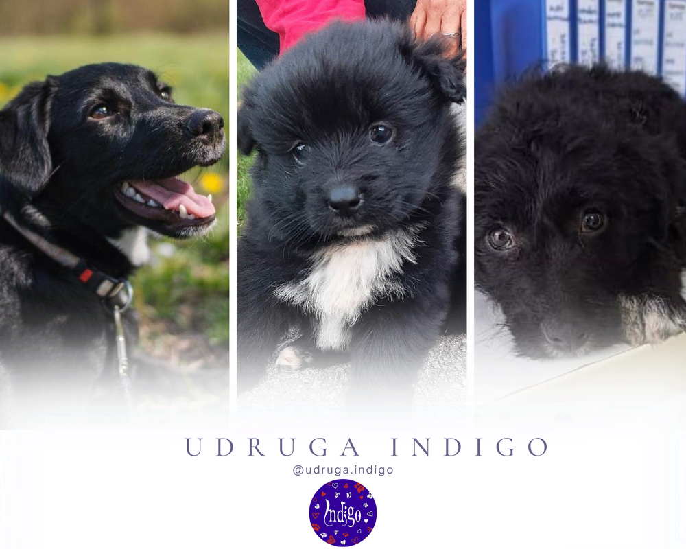 Sindrom crnih pasa - biramo li pse prema boji dlake?