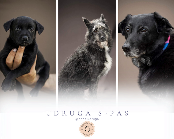 Sindrom crnih pasa - biramo li pse prema boji dlake?